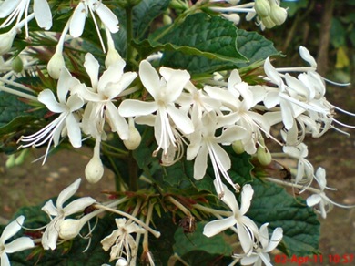 Resep Herbal Kembang Bugang / Keji Beling ( Clerodendrum calamitosum )